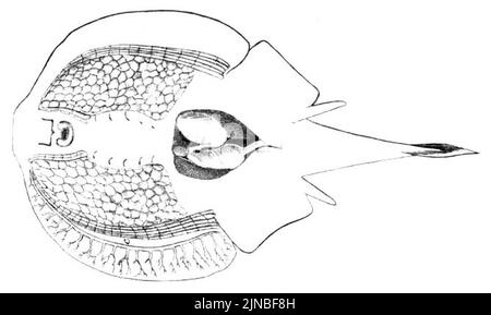 Temera hardwickii anatomy Stock Photo - Alamy