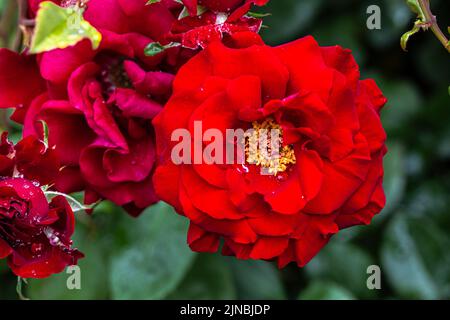 Flowers of "Royal Rosaria" Floribunda Rose Stock Photo - Alamy