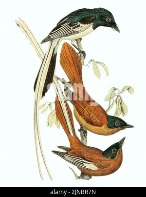 Terpsiphone mutata 1868 (2 Stock Photo - Alamy