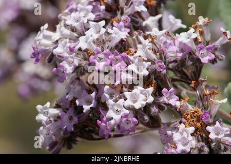 Pink flowering scorpioid cymose panicle inflorescences of Eriodictyon ...