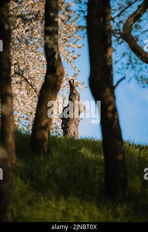 A vertical shot of an autumn landscape of the trees on the hillside ...
