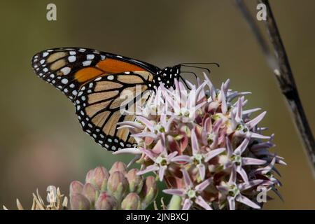 2022 Monarch butterfly (Danaus plexippus) on Showy Milkweed wildflower ...