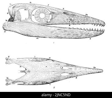 Thalattosaurus alexandrae Merriam Stock Photo - Alamy