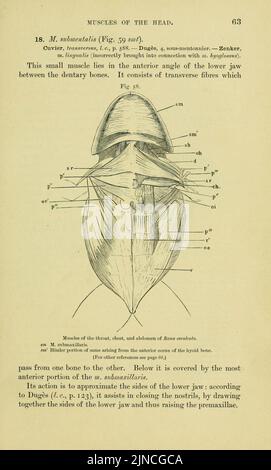 The anatomy of the frog (Page 58, Fig. 53 Stock Photo - Alamy