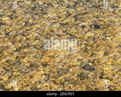 Water flowing over shells in streambed Stock Photo - Alamy