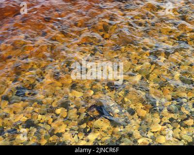 Water flowing over shells in streambed Stock Photo - Alamy