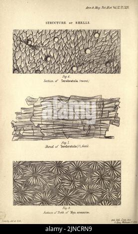 The Annals and magazine of natural history (Vol. XII, Pl. VI Stock ...