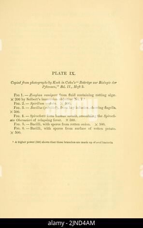 The Bacteria (Description of Plate I Stock Photo - Alamy