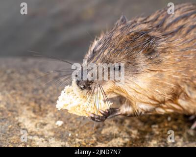Wild animal Muskrat, Ondatra zibethicuseats, eats on the river bank. Muskrat, Ondatra zibethicus ...