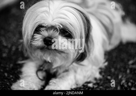 Small Shi Tsu dog in a BTM dog buggy stroller pram Stock Photo - Alamy