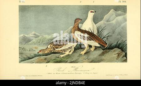 The birds of America (Pl. 301) (8589033743 Stock Photo - Alamy