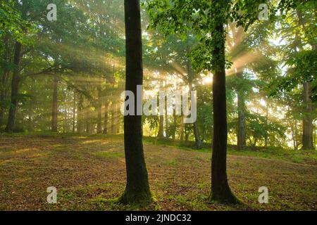 Mystical forest of Thuringia near Bad Liebenstein in Germany Stock ...