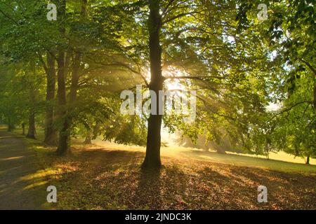 Mystical forest of Thuringia near Bad Liebenstein in Germany Stock ...