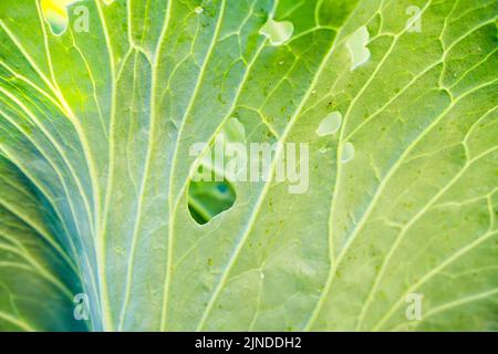 A leaf of a growing white cabbage is infested with Aleyrodoidea in ...