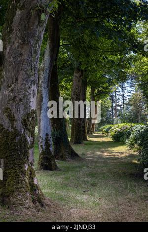 Trewithen gardens, Truro, Cornwall, UK. The house was rebuilt in 1738 ...