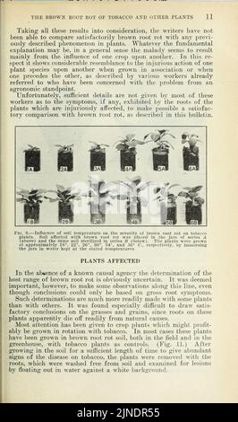 The brown root rot of tobacco and other plants (Page 12) BHL41882477 ...