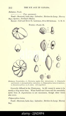 The Canadian ice age (Page 212) BHL24228718 Stock Photo - Alamy