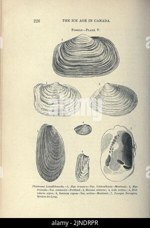 The Canadian ice age (Page 226) BHL24228732 Stock Photo - Alamy