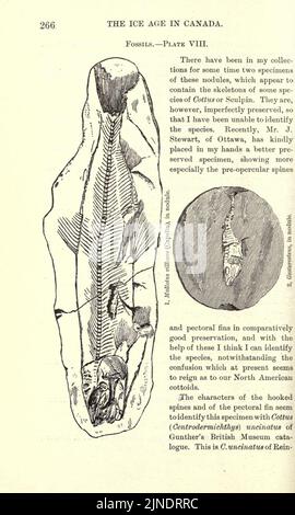 The Canadian ice age (Page 266) BHL22030633 Stock Photo - Alamy