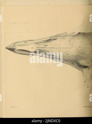 The Ceratopsia (Plate XXVIII Stock Photo - Alamy