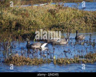 Brent Geese swimming Brancaster Marsh, North Norfolk Stock Photo - Alamy