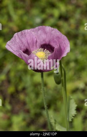 Opium Poppy (Papaver somniferum) aka Papaver hortense Stock Photo - Alamy