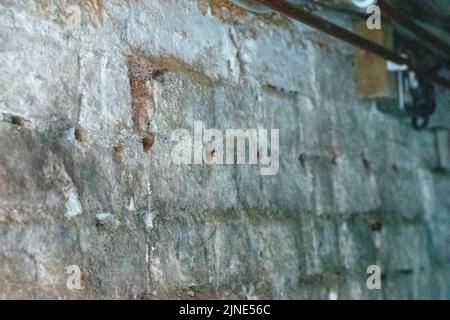 Failed damp proof course in cellar basement with rising damp problem ...