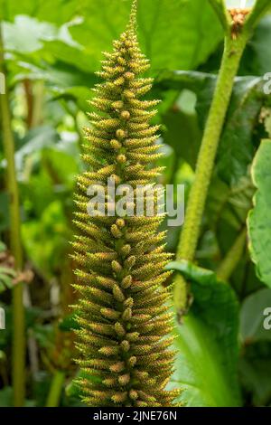 The Gunnera Manicata or Brazilian giant-rhubarb plant clump-forming ...