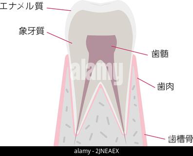 Simple tooth anatomy with names for each part in English Stock Vector ...