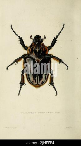 The coleopterist's manual Stock Photo - Alamy