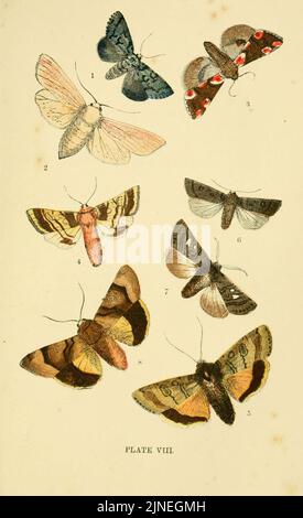 The common moths of England (Plate VIII) (BHL20045978 Stock Photo - Alamy