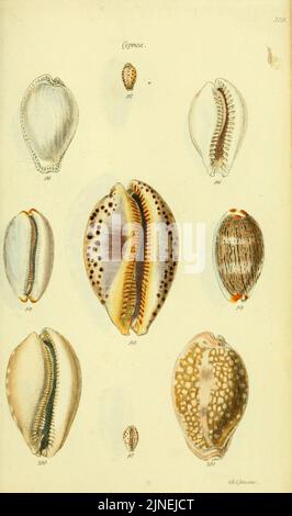 The conchological illustrations or, Coloured figures of all the ...