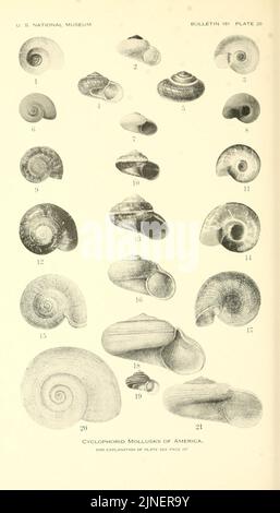 The cyclophorid operculate land mollusks of America BHL7838141 Stock ...