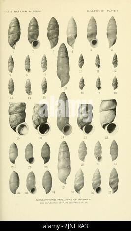 The cyclophorid operculate land mollusks of America Stock Photo - Alamy