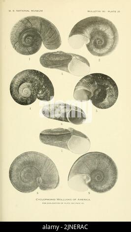 The cyclophorid operculate land mollusks of America Stock Photo - Alamy
