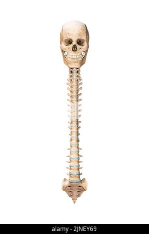 Human skull and cervical spine, illustration Stock Photo - Alamy