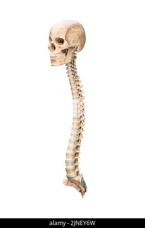 Accurate three-quarter anterior or front view of axial bones of human ...