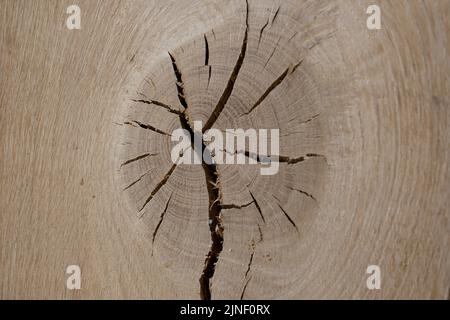 Heart shake in drying green oak timber used in construction of ecohouse ...