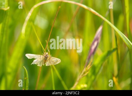 detailed closeup of a Mother of pearl moth (patania ruralis) with ...