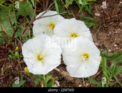 detailed closeup of field bindweed flowers a.k.a. bearbine, bethbine ...