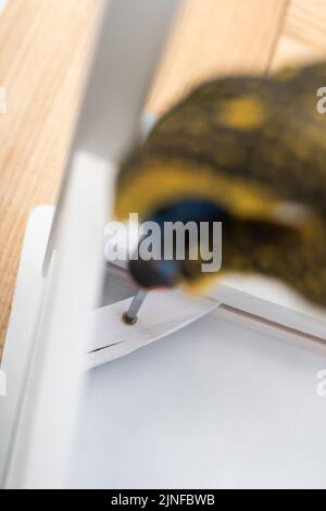 cropped view of young handyman with screwdriver leaning on fridge near ...