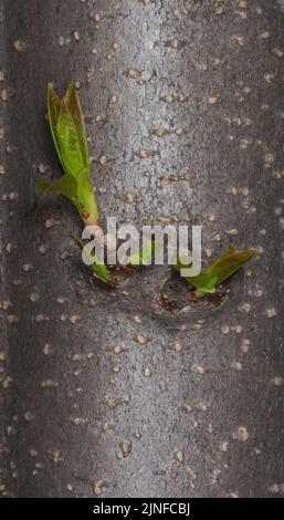 Tree of Life old shoots fresh green bright green young Stock Photo - Alamy