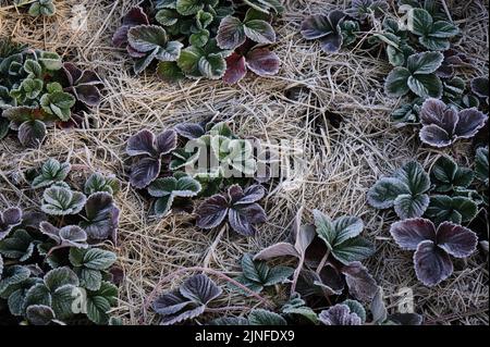 Early morning frosts, adds an icing to strawberry plants growing during ...