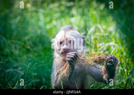 Weeping capuchin primate (latin name Cebus olivaceus) with food is ...