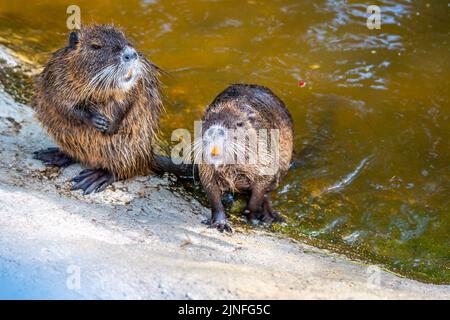 Myocastor coypus also known as nutria, is a giant herbivore that lives ...