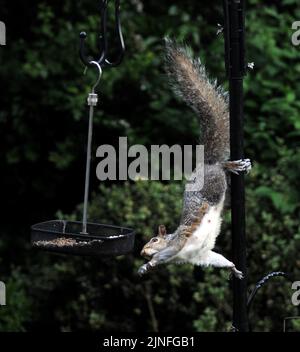 There's more than one way to crack a nut. A grey squirrel hangs by its ...