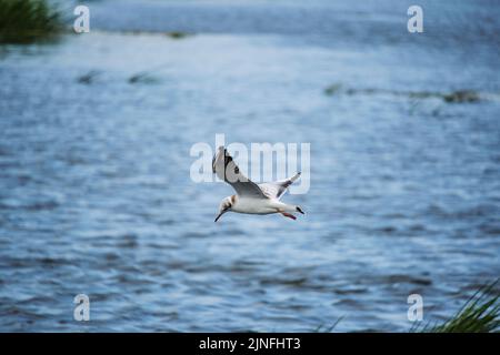 Seagull chick hovering over water Stock Photo - Alamy