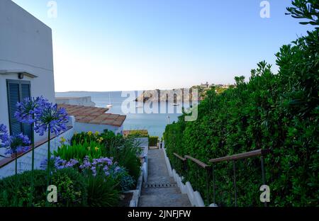 Menorca, Spain. Flowers with view of Arenal d'es Castell beach in ...