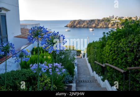 Menorca, Spain. Flowers with view of Arenal d'es Castell beach in ...
