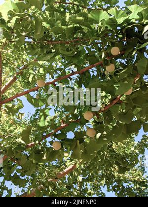 Fruit and leaves of Gingko biloba on a white background Stock Photo - Alamy